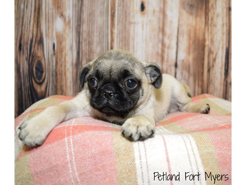 Pug Puppy Fawn ID:19735 Located at Petland Fort Myers, Florida
