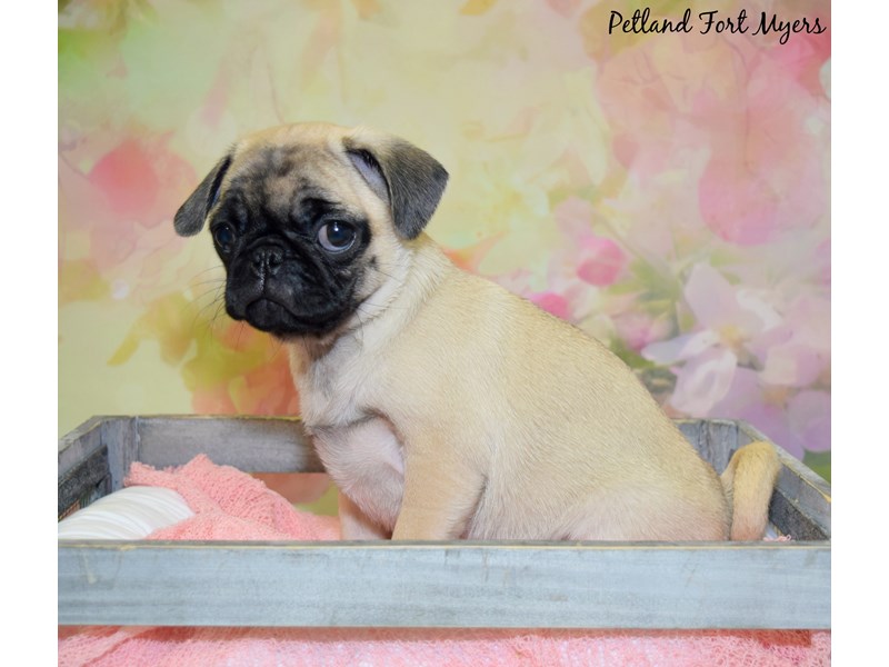 Pug Puppy Fawn ID:20390 Located at Petland Fort Myers, Florida