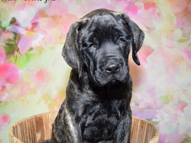 English Mastiff-DOG-Female-Brindle-2723467-Petland Fort Myers, Florida