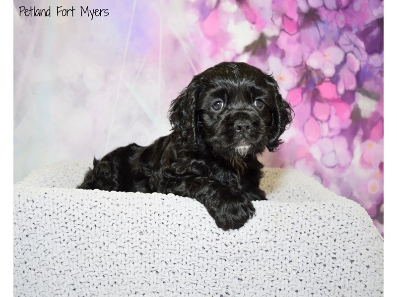 Cocker Spaniel Puppy Black ID:20607 Located at Petland Fort Myers, Florida