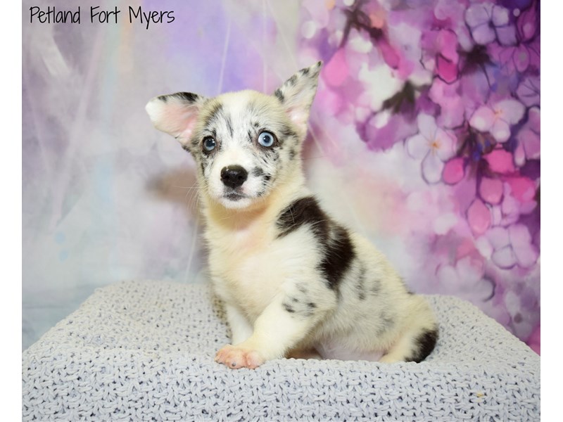Pembroke Welsh Corgi Puppy Grey Merle ID:20639 Located at Petland Fort ...