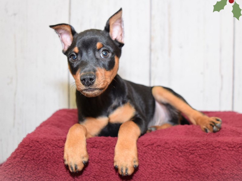 Miniature Pinscher Puppy Black & Rust ID:20880 Located at Petland Fort ...