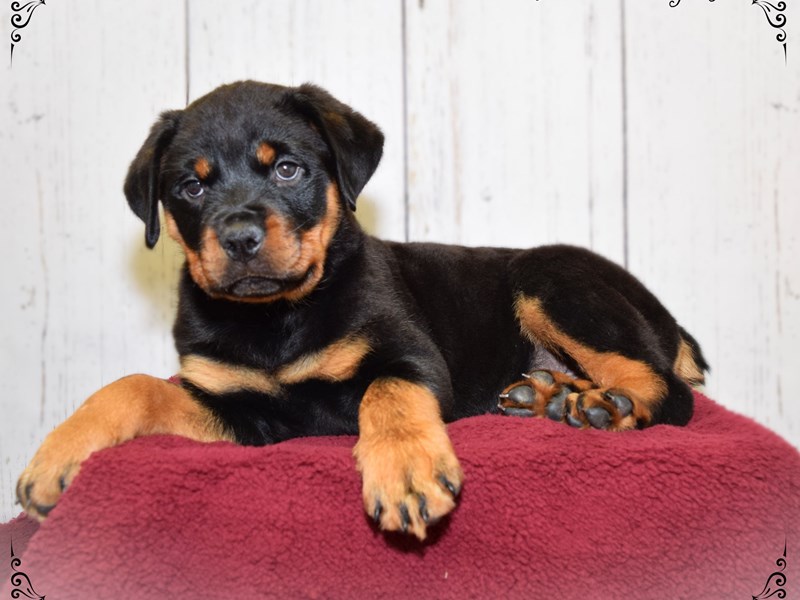Rottweiler Puppy Black & Rust ID:20877 Located at Petland Fort Myers ...
