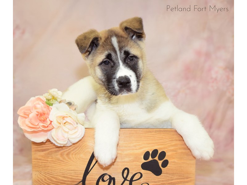 Akita Puppy Pinto ID:20925 Located at Petland Fort Myers, Florida