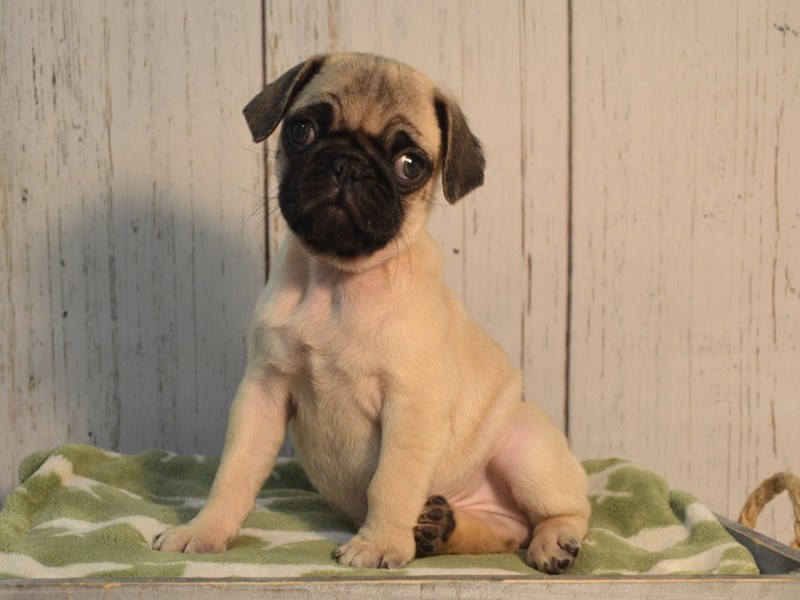 Pug Puppy Fawn ID:21167 Located at Petland Fort Myers, Florida