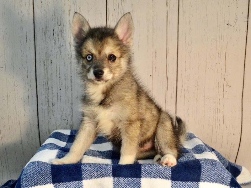 Pomsky Puppies - Petland Fort Myers, Florida