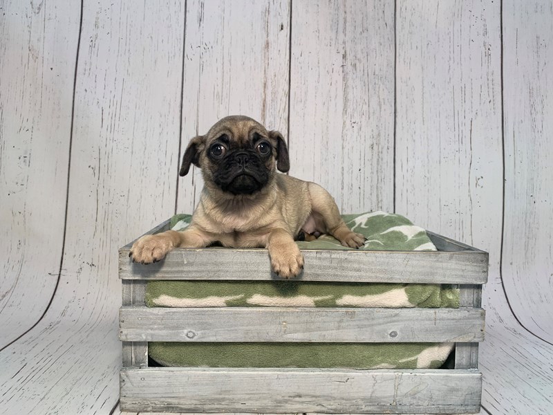 Pug Puppy Fawn ID:21206 Located at Petland Fort Myers, Florida