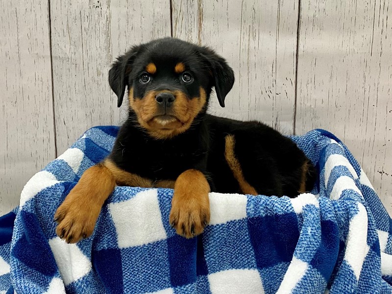 Rottweiler Puppy Black & Rust ID:21298 Located at Petland Fort Myers ...