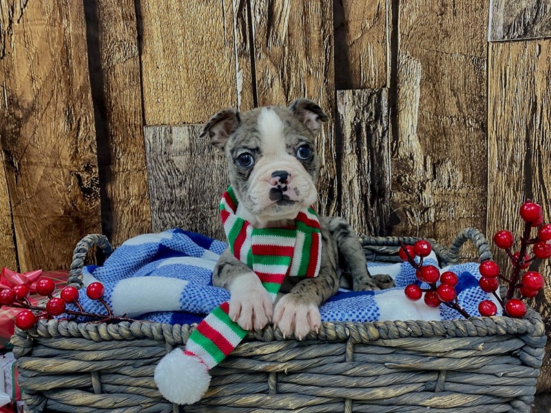 Boston Terrier Puppy Blue Merle ID:21706 Located at Petland Fort Myers ...