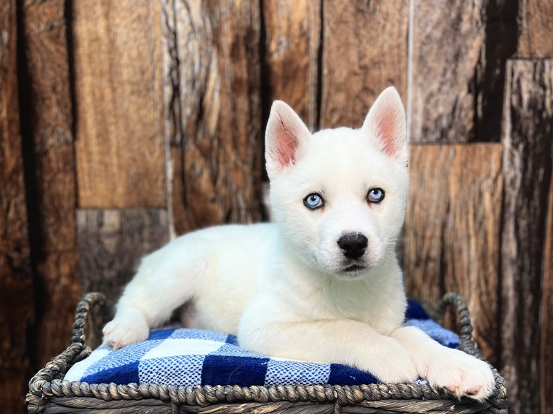Siberian Husky Puppy Cream ID:21783 Located at Petland Fort Myers, Florida