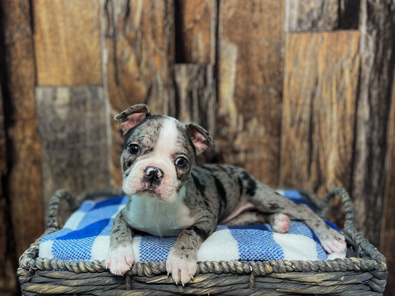 Boston Terrier Puppy Blue Merle ID:21819 Located at Petland Fort Myers ...