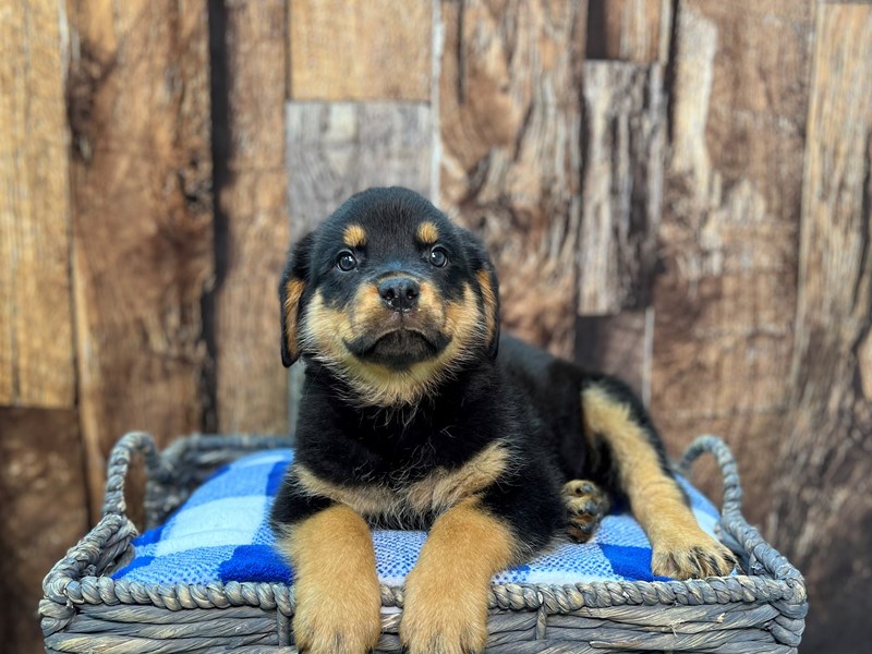 Rottweiler Puppy Black & Rust ID:21855 Located at Petland Fort Myers ...