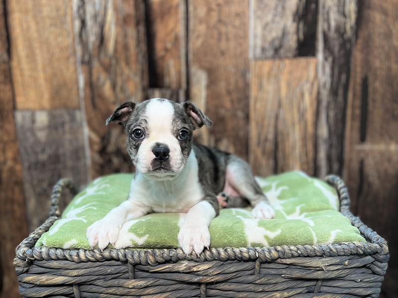 Boston Terrier Puppy Blue Merle ID:21891 Located at Petland Fort Myers ...