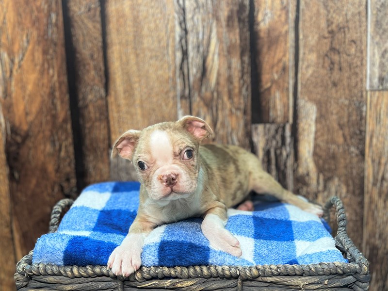 Boston Terrier Puppy Red Merle ID:22027 Located at Petland Fort Myers ...