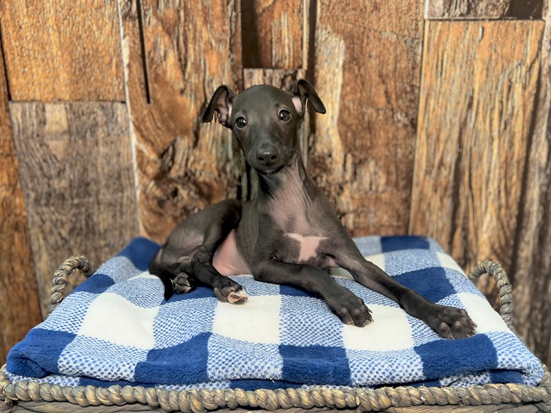 Blue Italian Greyhound Breeders