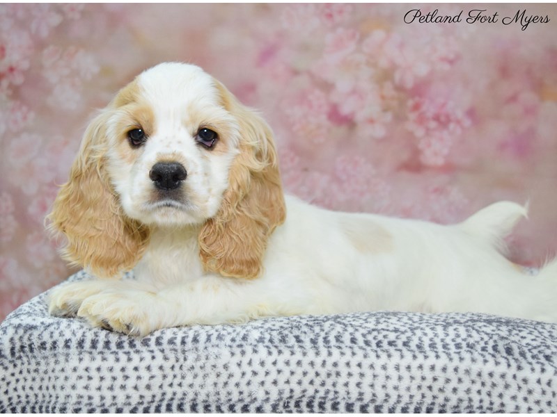 Cocker Spaniel Puppy Buff & White ID:22191 Located at Petland Fort ...