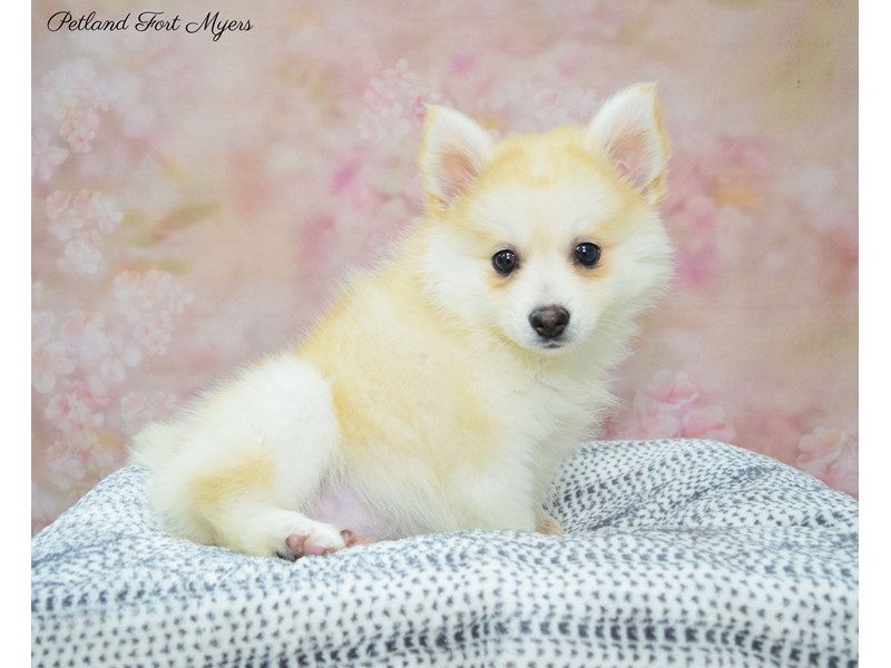 Pomsky Puppy Tan & White ID:22182 Located at Petland Fort Myers, Florida