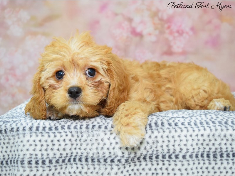 Cavapoo Puppy Ruby ID:22173 Located at Petland Fort Myers, Florida