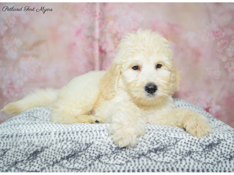 Labradoodle Puppy Cream ID:22253 Located at Petland Fort Myers, Florida