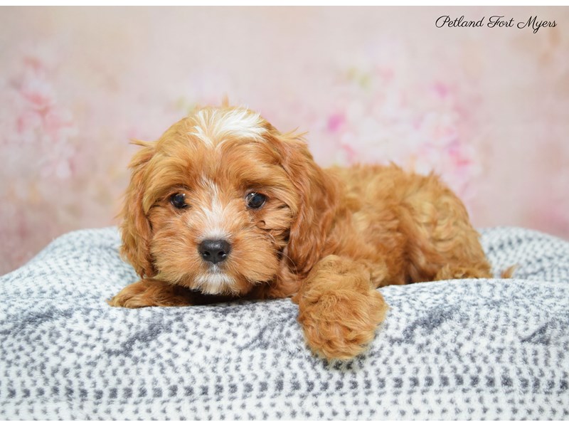 Cavapoo Puppy Ruby ID:22301 Located at Petland Fort Myers, Florida