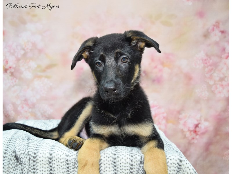 Tan German Shepherd Lab Mix Puppy