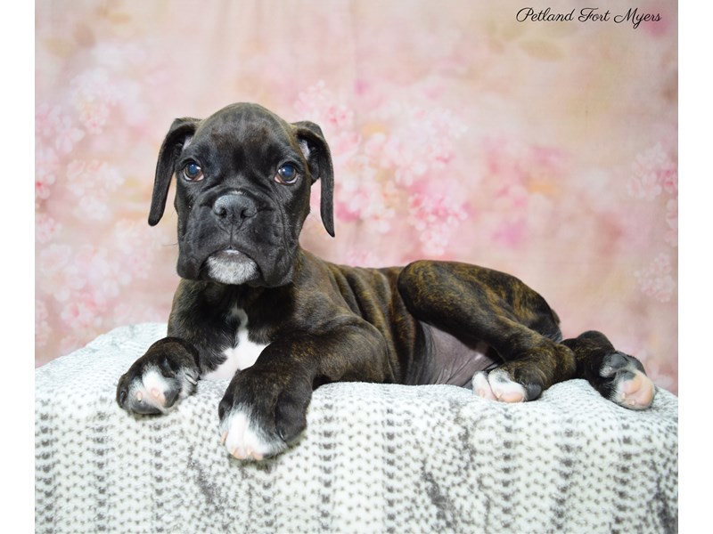 Boxer Puppy Brindle ID:22624 Located at Petland Fort Myers, Florida