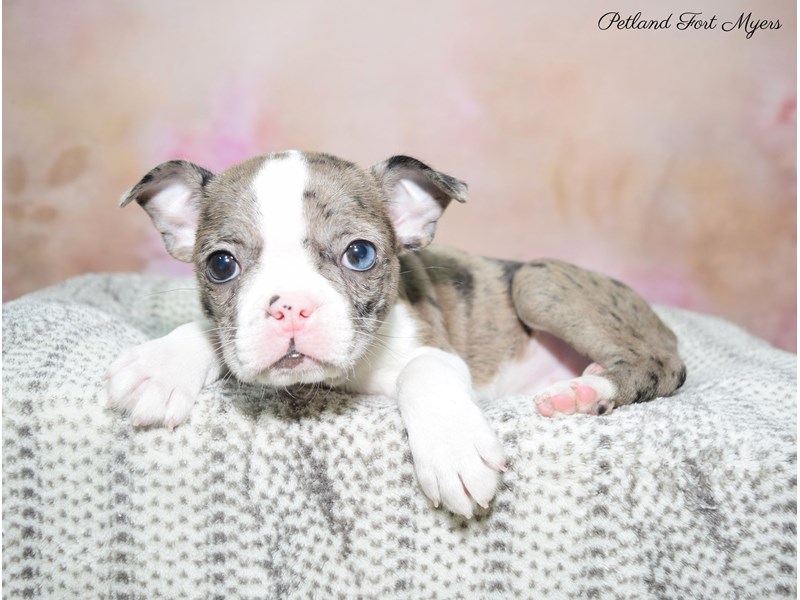 Boston Terrier Puppy Blue Merle ID:22768 Located at Petland Fort Myers ...