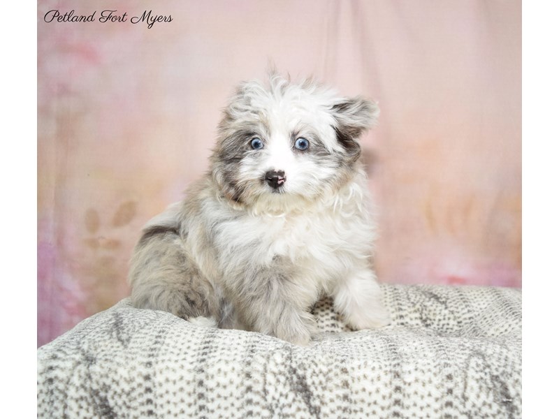 Pomapoo Puppy Blue Merle & White ID:22777 Located at Petland Fort Myers ...