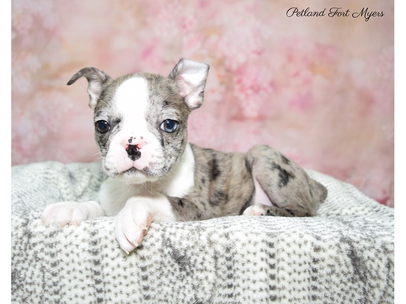 Boston Terrier Puppy Blue Merle ID:22806 Located at Petland Fort Myers ...