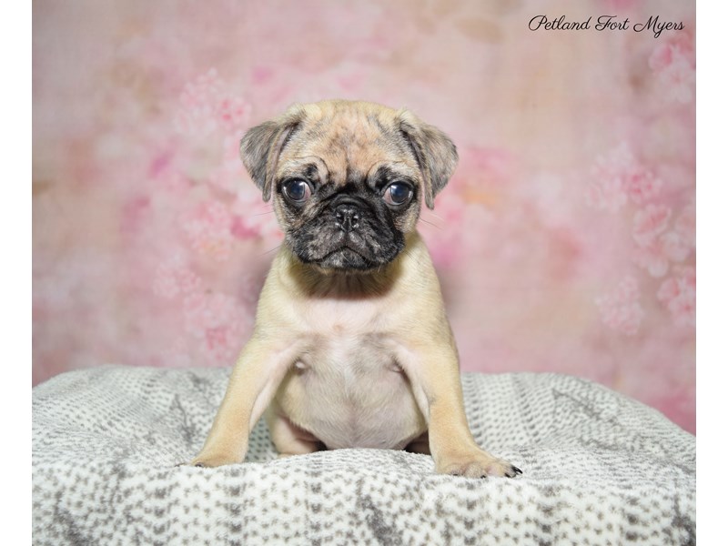Pug Puppy Fawn Merle ID:22856 Located at Petland Fort Myers, Florida