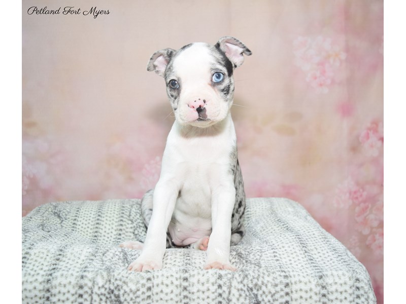 Boston Terrier Puppy Blue Merle ID:22882 Located at Petland Fort Myers ...