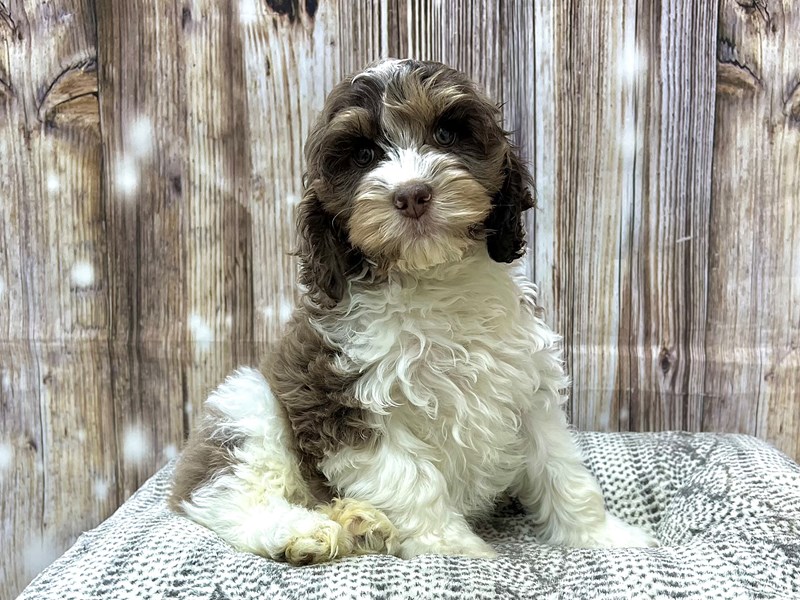 Cockapoo Puppy Blue Merle ID:22922 Located at Petland Fort Myers, Florida