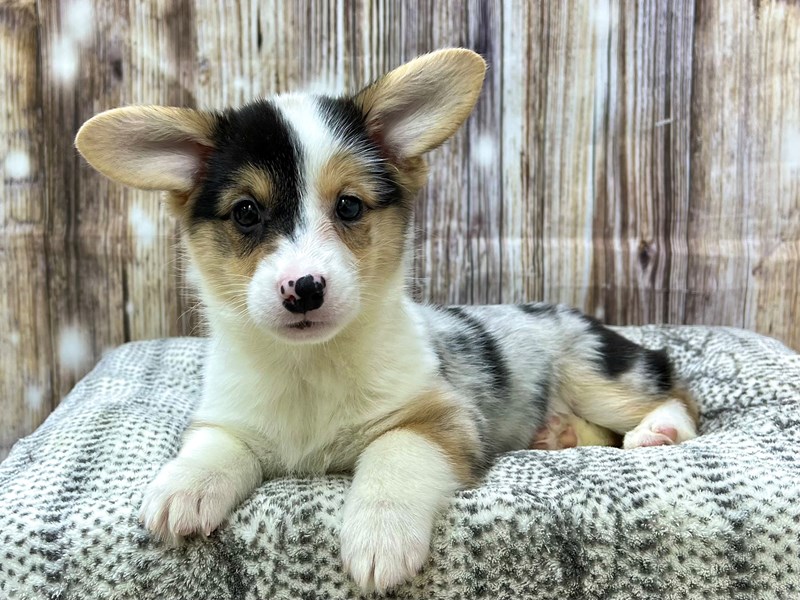 Pembroke Welsh Corgi Puppy Blue Merle ID:22932 Located at Petland Fort ...