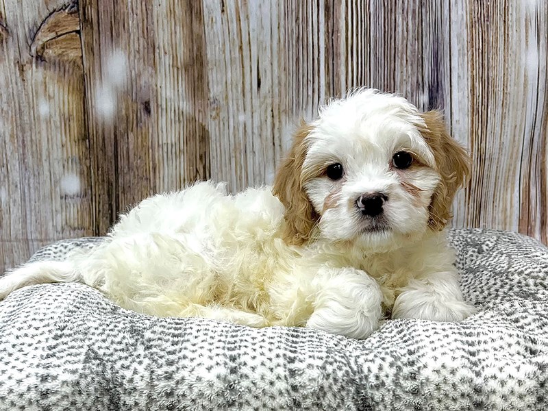 Cavachon Puppy White & Red ID:22949 Located at Petland Fort Myers, Florida