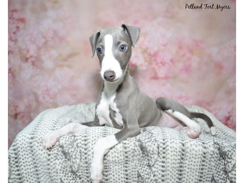 Italian Greyhound Puppy Blue ID:23003 Located at Petland Fort Myers ...