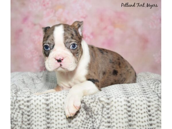 Boston Terrier-Dog-Male-Blue Merle-4121515-Petland Fort Myers, Florida