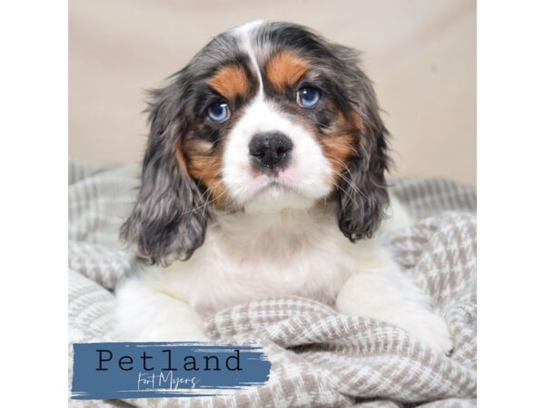 Cavalier King Charles Spaniel - Petland Fort Myers, Florida