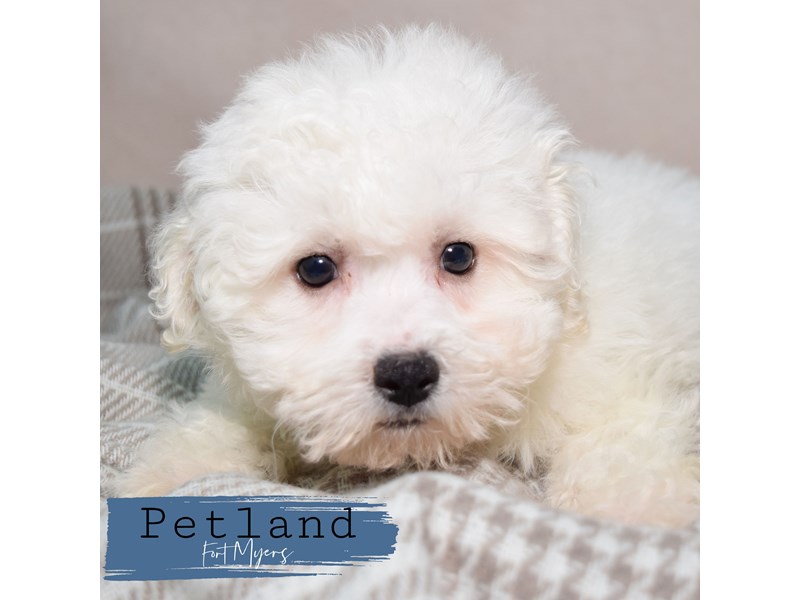 Puppies for Sale - Petland Fort Myers, Florida Puppy Store