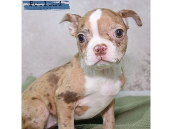 Boston Terrier Puppy Blue Merle ID:22547 Located at Petland Fort Myers ...