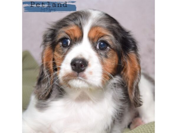 Cavalier King Charles Spaniel Small Animal Tri ID:23237 Located at ...