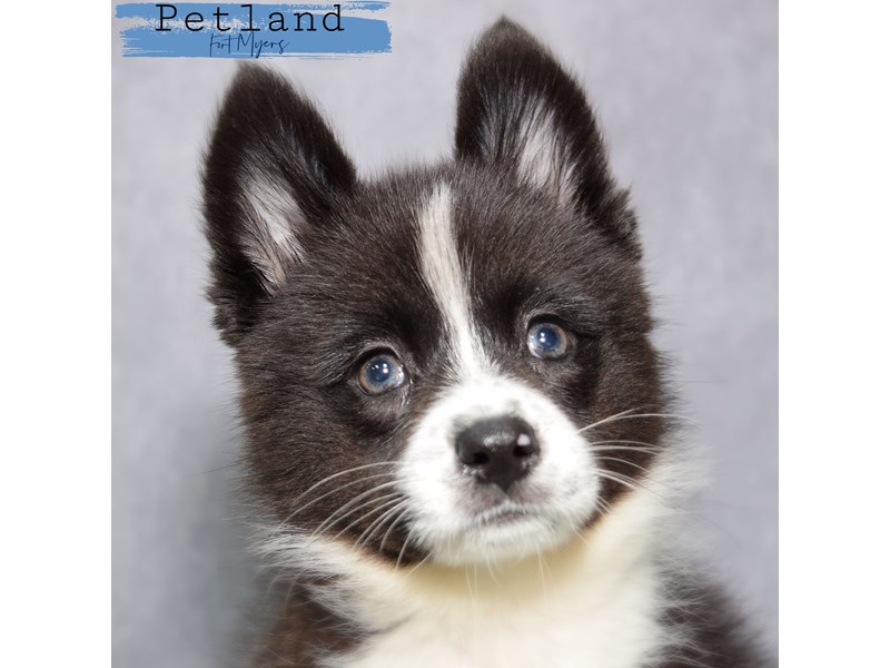 Pomsky Puppies - Petland Fort Myers, Florida