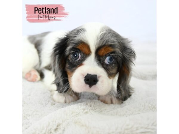 Cavalier King Charles Spaniel Small Animal Blenheim ID:23221 Located at ...